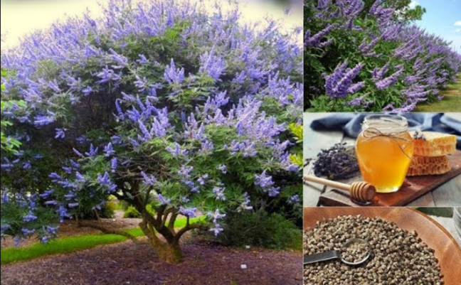 Xanımların bitkisi sayılan ərküdə bu xəstəliklərə DƏRMANDIR - VİDEO