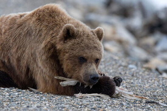 Dünyanın ən böyük ayıları təhlükə qarşısında: Xəstə quşları yeyib kor ...