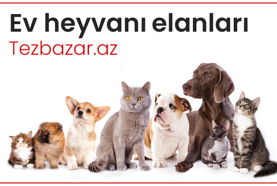 Heyvanlar, ev heyvanları, it və pişik elanları Tezbazar.Az saytında